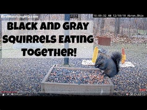 Learn The 8 Tips That Deter Repel Prevent And Stop Squirrels From Climbing On Your Bird