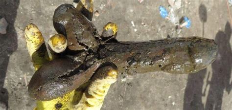 Look 18th Century Dildo Discovered In Poland UPI Com
