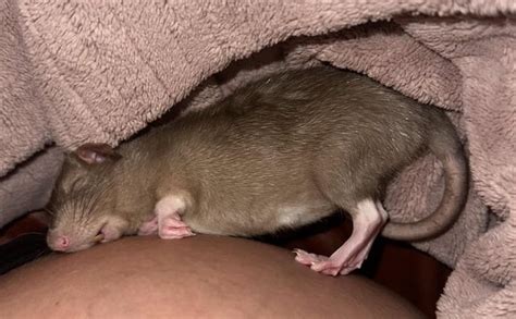 Help Me Name This Sleeping Position Rrats