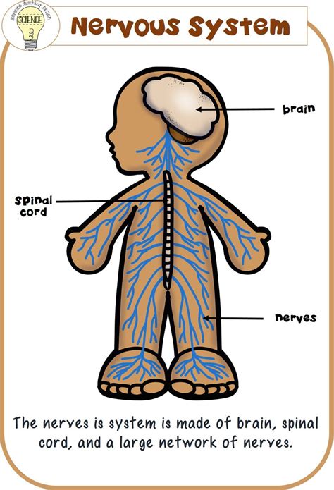 Diagram Of Nervous System 5th Grade 5th Grade Nervous System