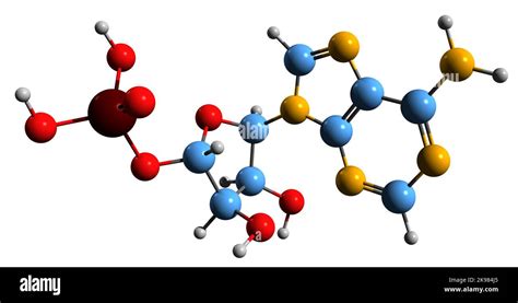 3d Image Of Adenosine Monophosphate Skeletal Formula Molecular Chemical Structure Of Amp
