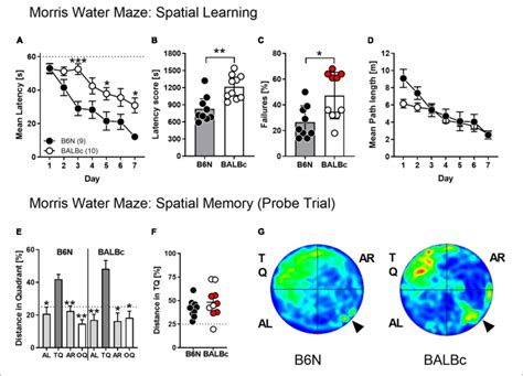 Balbc Mice Showed Increased Escape Latencies But Intact Spatial