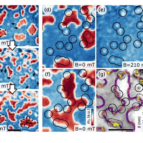 High Resolution Imaging Of Magnetic Pinning A F Domain Patterns G Download Scientific