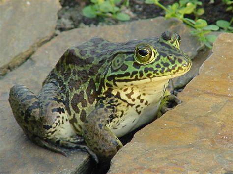 American Bullfrog Home