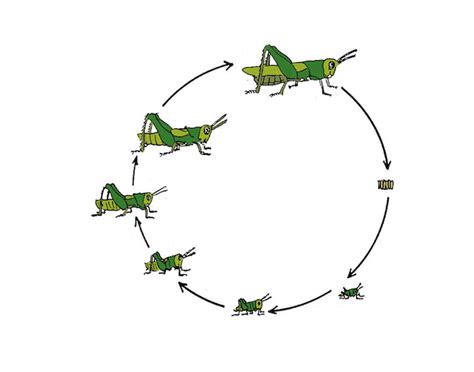 Life Cycle Of A Grasshopper Activity Grades 2 3 Worksheets Library