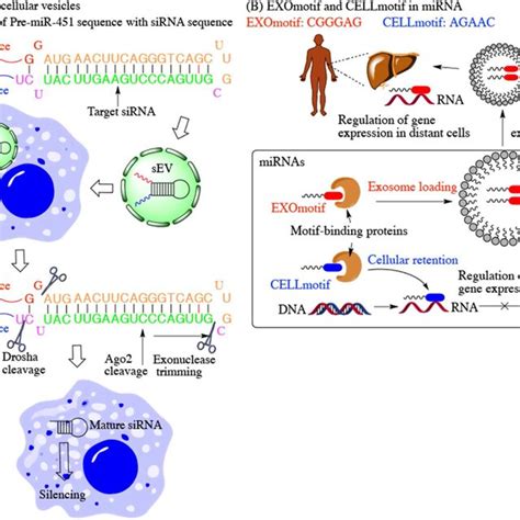 Optimization Of The Sequences Of Non Coding Rnas Enhances The Delivery Download Scientific