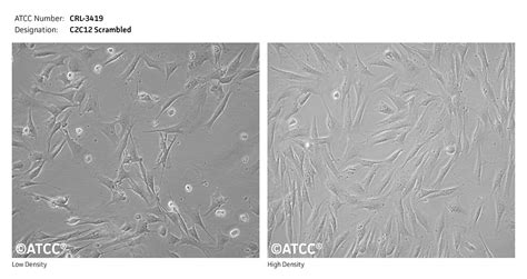 C2c12 Scrambled Crl 3419 Atcc