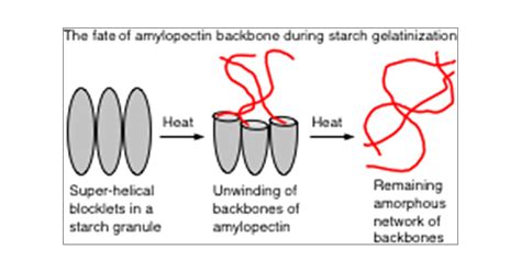 Perspectives On Starch Structure Function And Synthesis In Relation To The Backbone Model Of