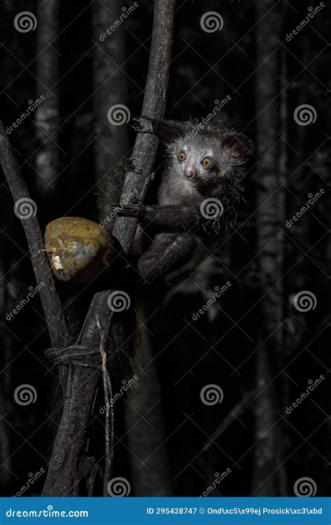 Aye Aye Daubentonia Madagascariensis Night Animal In Madagascar Aye