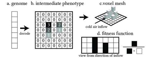 An Encoding Defines How A Genome A Is Decoded Into The Phenotype B Download Scientific