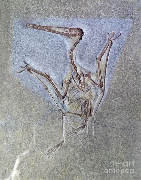 Pterodactyl Kochi Fossil Photograph By Science Photo Library Pixels