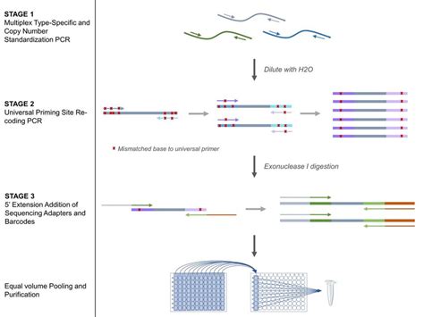 Typeseq Hpv Assay Workflow First Stage 1 Target Regions Are Amplified Download Scientific