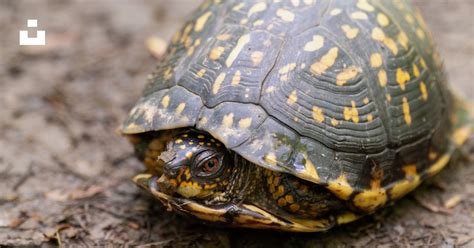 지상에 검은 색과 갈색 거북이 사진 Unsplash의 무료 술랜드 산 이미지