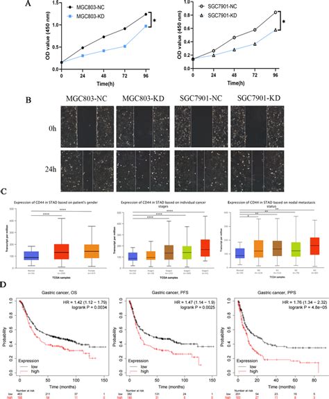 The Relationship Between Clinical Parameters And Cd44 And The Survival Download Scientific