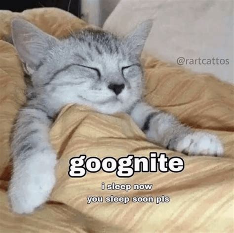 Goodnight Cat Memes Gnite Lolcats Lol Cat Memes Funny Cats