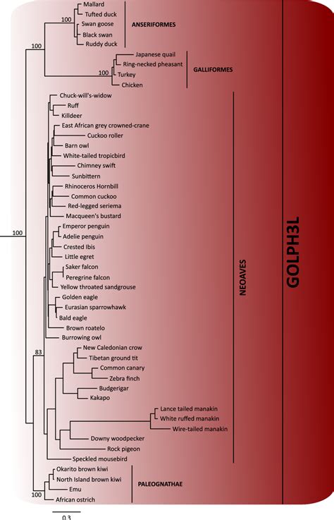 Maximum Likelihood Tree Showing Sister Group Relationships Among