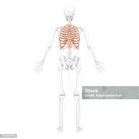 흉곽 케이지 골격 부분적으로 투명한 뼈 위치를 가진 인간 등 후부 등쪽 전망 사실적인 3d 플랫 자연 색상 개념 세트 흰색 배경에 고립 된 해부학의 벡터 일러스트 레이 션
