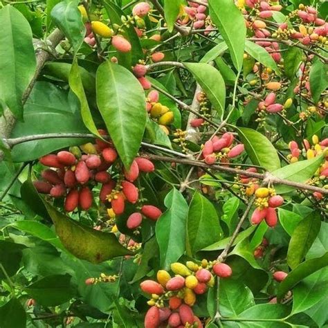 Jual Victory Seed Bibit Benih Buah Melinjo Belinjo Isi 5 Biji Shopee Indonesia