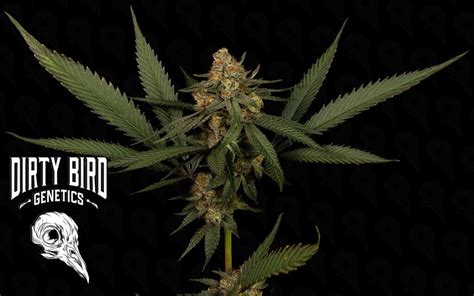 Sex Melon Deep Green Genetics