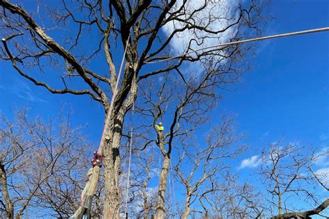 Arborist Reports Higher Place Tree Care