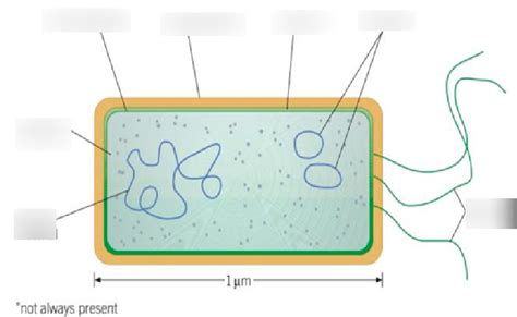 3 Prokaryotes Eukaryotes And Bacteria Diagram Quizlet