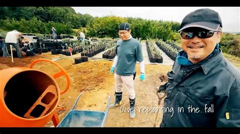 市原オリーブベース 秋の植え替え Olive replanting in the fall YouTube
