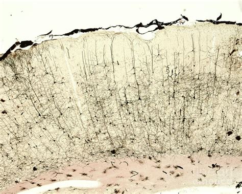 Pyramidal Cells Photograph By Jose Calvo Science Photo Library Fine Art America