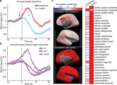 Thalamus Activates Seconds Before Behavioral Arousal While Most Of The Download Scientific
