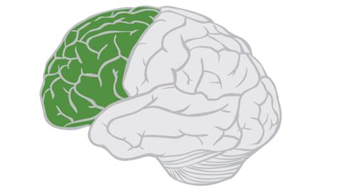 Prefrontal Cortex Png Image