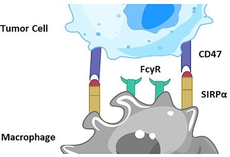 Frontiers Targeting The Cd47sirpα Pathway In Malignancies Recent