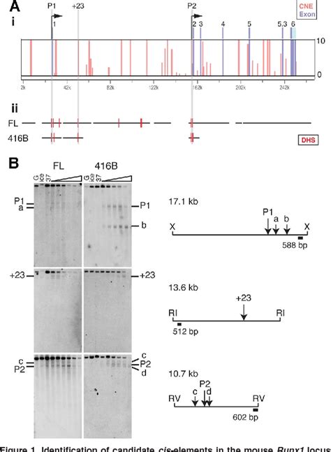 Figure 1 From Runx1 Mediated Hematopoietic Stem Cell Emergence Is Controlled By A Gata Ets Scl