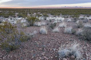 South Of Volcano Draw East Bajada Of The Peloncillo Mounta Flickr
