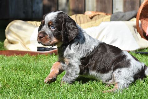 The Premier Uk Breeder Of The Picardy Spaniel