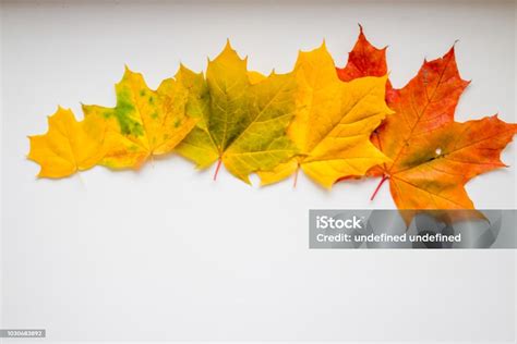 흰색 바탕에 절연 선 배열에서가 단풍 플랫이 하다 최고의 볼 수 있습니다 가 구성입니다 화려한 단풍나무로 만든 행에 고립 된 흰색 배경 나뭇잎 가가 개념 평면 위치 최고