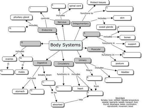 Introduction To Anatomy And Physiology Worksheet Printable Pdf Template
