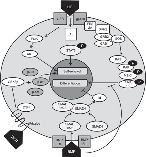 Figure 13 From Factors Regulating Pluripotency And Differentiation In Early Mammalian Embryos
