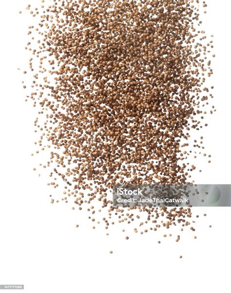 고수풀 씨앗이 그룹으로 떨어지고 갈색 고수풀 씨앗이 폭발하고 추상 구름이 날아갑니다 말린 고수풀 씨앗이 공기 중에 튀어 나옵니다 흰색 배경 격리된 고속 셔터 정지 동작