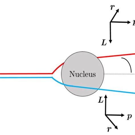 Diagram Illustrating The Spin Orbit Interaction Felt By Polarized Download Scientific Diagram