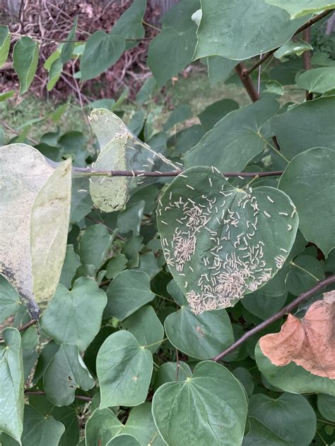 What Are These And How Do I Get Rid Of Them R Gardening