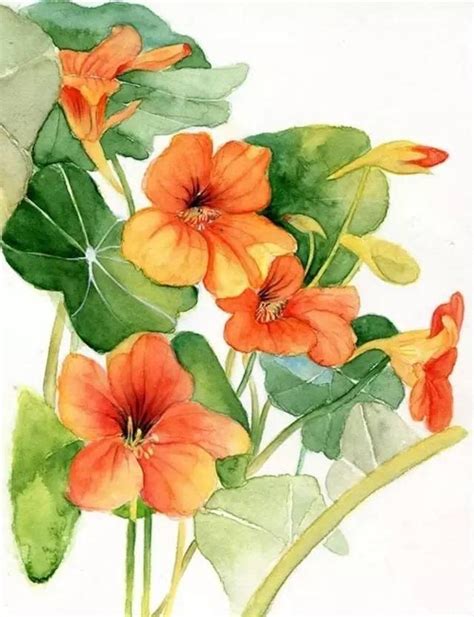 清新插畫丨睡前最適合欣賞的水彩植物插畫 每日頭條