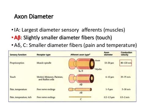 Lecture 12 Somatosensory System And Nociception