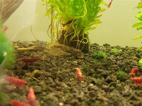 I Cant Seem To Sex My 2 Bristlenose Plecos Raquariums