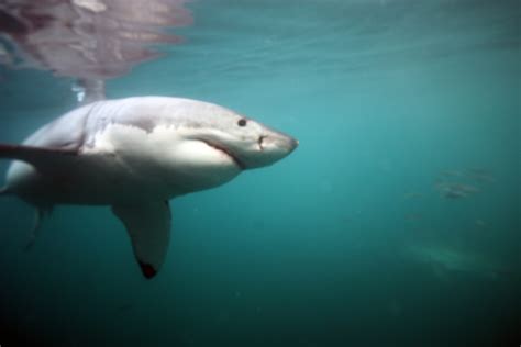 Sex Differences In The Individual Behaviour Of Bait Attracted White Sharks Carcharodon