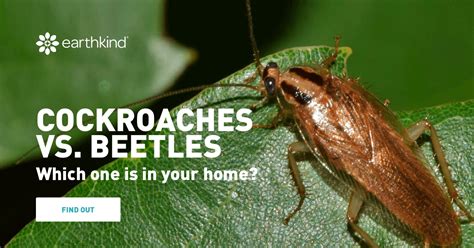 Black Cockroach Vs Beetle At Carol Hilburn Blog