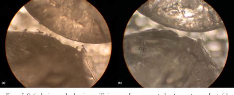 Figure 1 From The Influence Of Temperature Gradient On Sintering Of Ice Particles Semantic Scholar