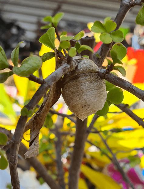 What Insect Creates This Type Of Cocoon Raustralianinsects