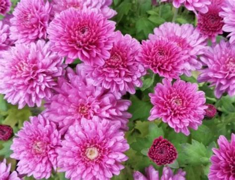 PLANTS That REPRODUCE SEXUALLY Summary With Examples