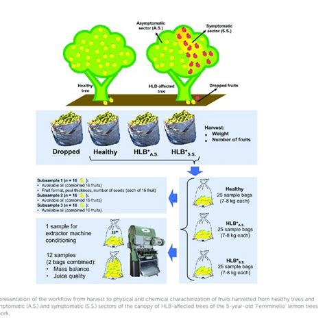 Relationship Between Symptom Severity And Relative Yield [ Fruit From Download Scientific