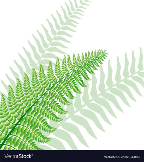 Fern Leaf Vector