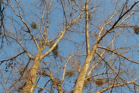 Leafless Tree Meaning And Symbolism No Escape And Rebirth